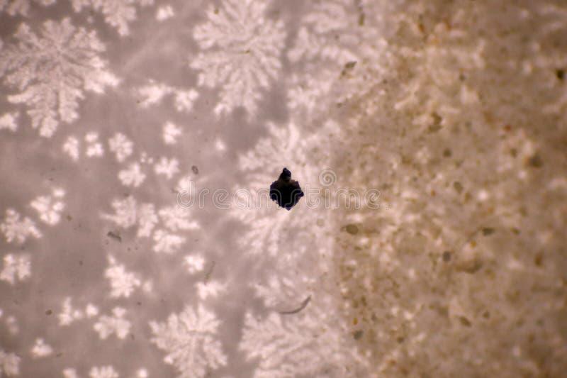 Analysis Morphology of Microplastic Waste Contaminated in Soil and ...