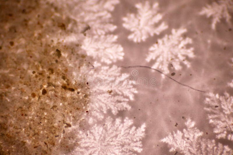 Analysis Morphology of Microplastic Waste Contaminated in Soil and ...