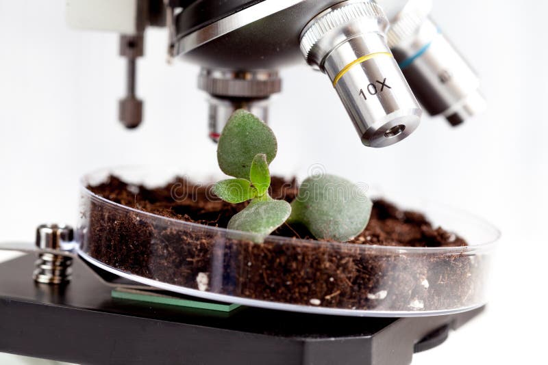 Analysis of Soil Sample with Young Plant Under Microscope Stock Image ...