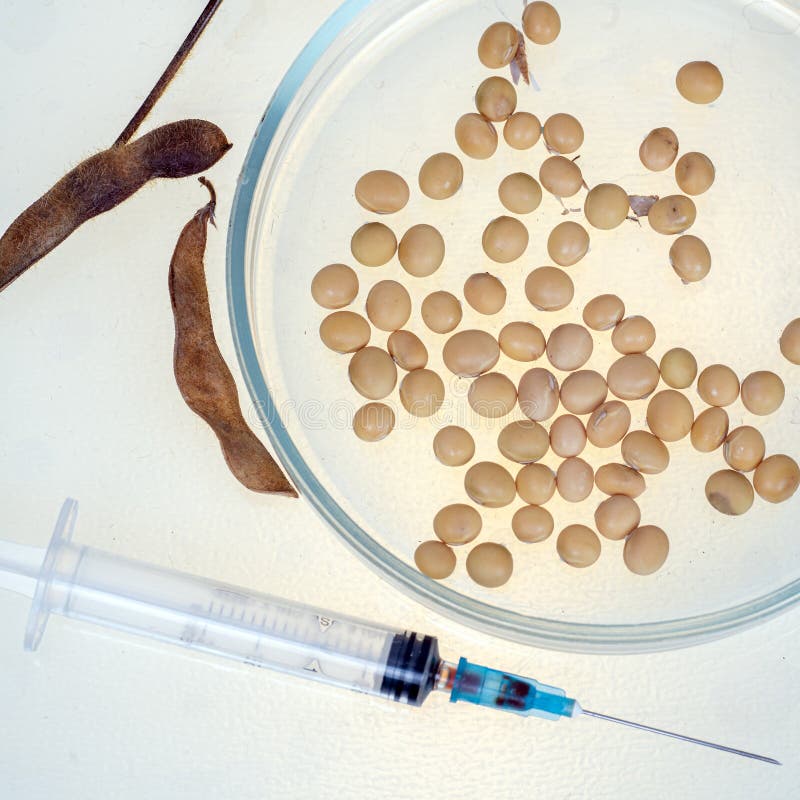 Analysis of Soybeans for Production. Food Laboratory Stock Image ...
