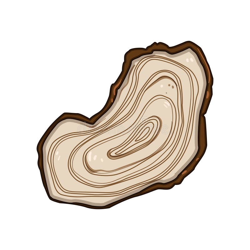 Analysis Tree Rings Cartoon Vector Illustration Stock Illustration ...