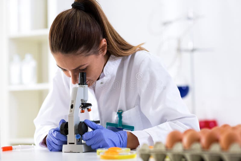 Analyze Egg Sample, Control Quality at Laboratory Stock Image - Image ...