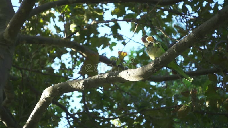 Interpretation of the Parent-Offspring Relationship in Birds Stock ...