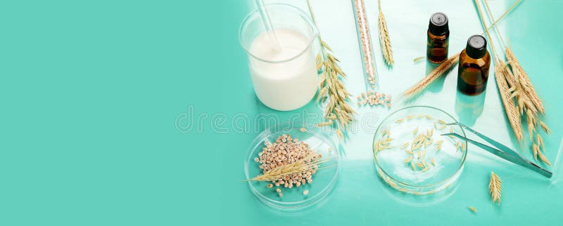 Analyzing Agricultural Wheat Grains in Laboratory Stock Photo - Image ...