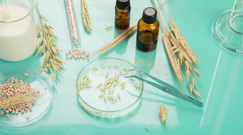 Analyzing Agricultural Wheat Grains in Laboratory Stock Image - Image ...