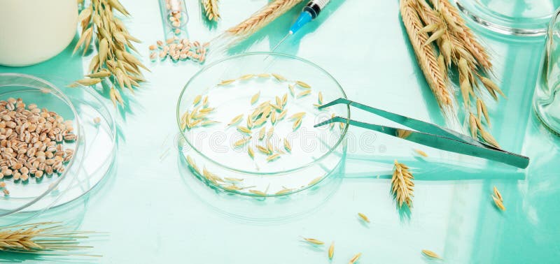 Analyzing Agricultural Wheat Grains in Laboratory Stock Photo - Image ...