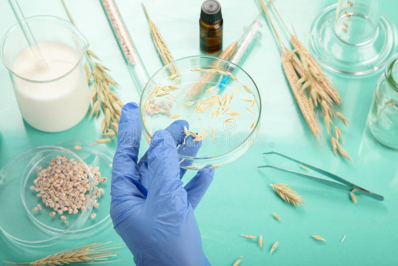 Analyzing Agricultural Wheat Grains in Laboratory Stock Photo - Image ...