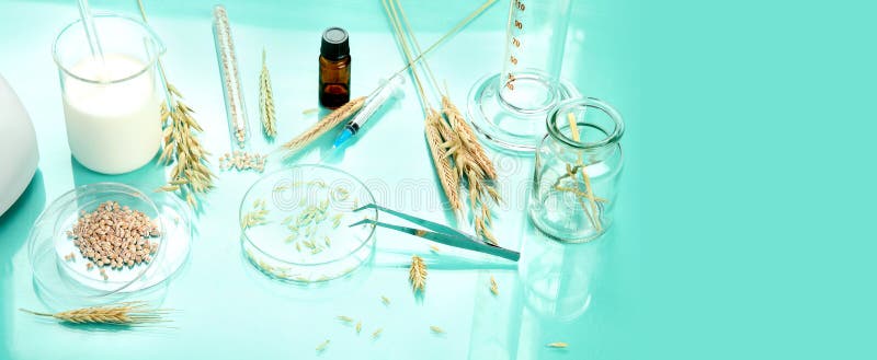 Analyzing Agricultural Wheat Grains in Laboratory Stock Photo - Image ...