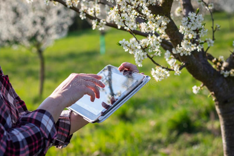 Farmer Using Digital Tablet while Examining Blooming Fruit Tree in ...
