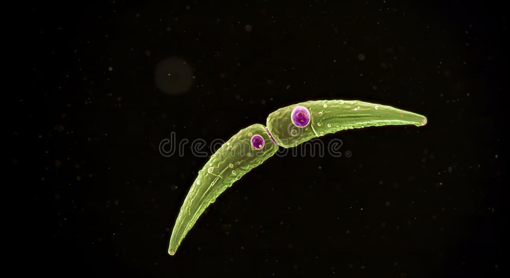 Analyzing Dividing Algae Cell Under Microscope with Visible Nucleus and ...