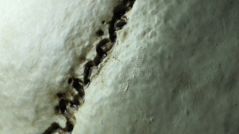 Human skull analysis stock video. Video of front, forensic - 146157685