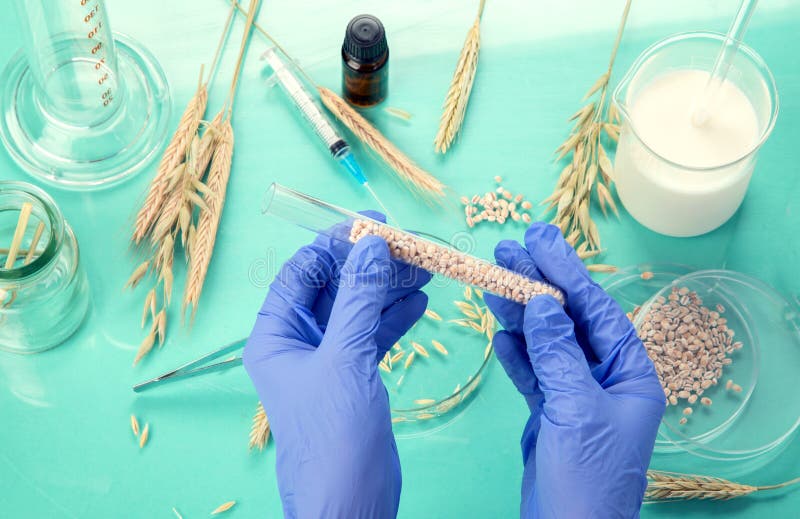 Analyzing Wheat Grains in Laboratory Stock Photo - Image of grain ...
