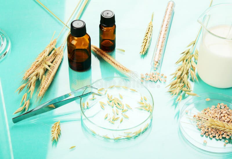 Analyzing Wheat Grains in Laboratory Stock Photo - Image of nature ...
