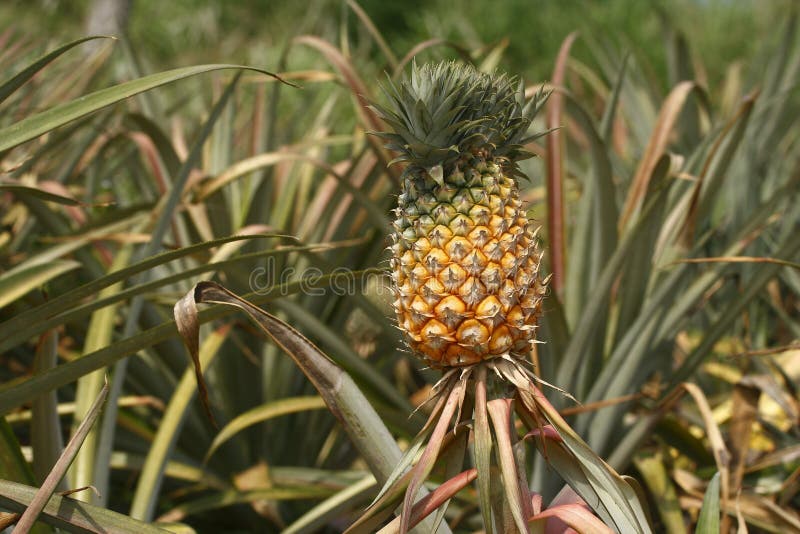 De Boom Van De Ananas in Het Landbouwbedrijf Stock Afbeelding - Image ...