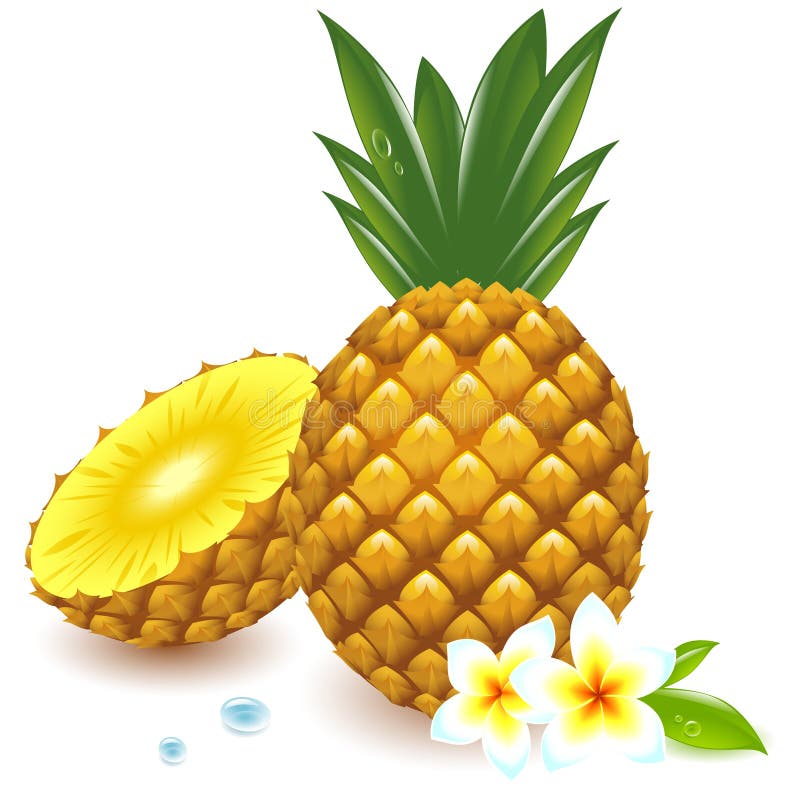 Ananas vektor abbildung. Illustration von nahrung, gesund - 3031179