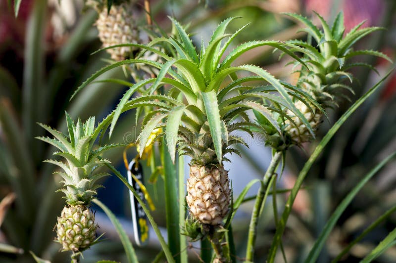 Ananas photo stock. Image du ferme, accroissement, centrale - 51774670