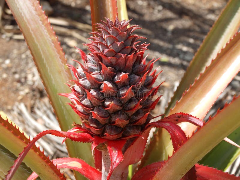 Ananas, Die in Einem Landwirtschaftlichen Betrieb Angebaut Werden ...
