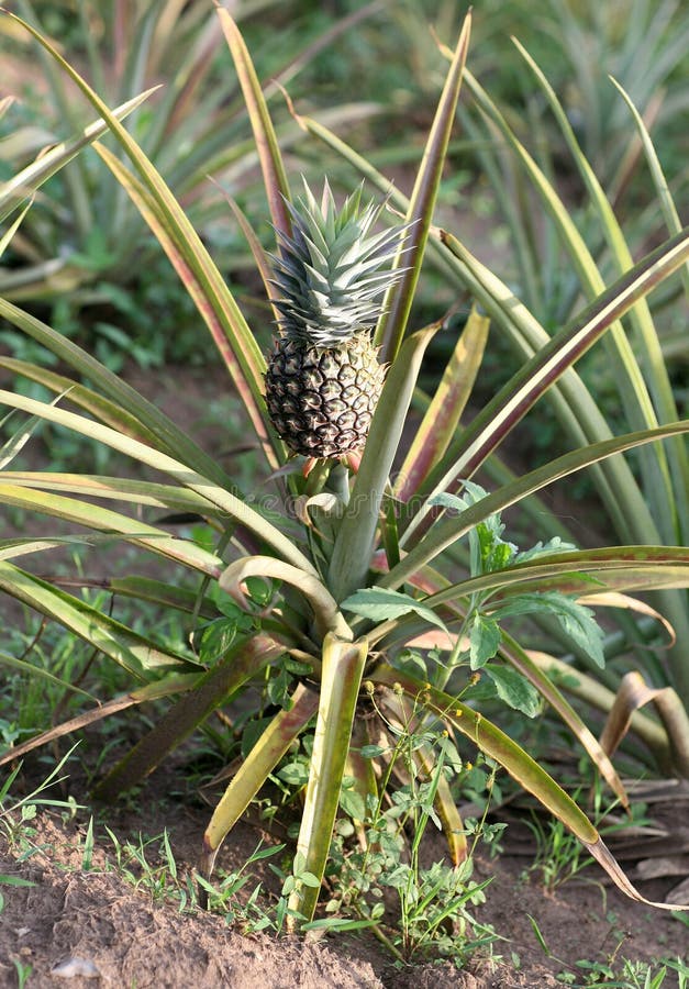 Ananasanlage stockfoto. Bild von kultiviert, diät, saft - 30480598