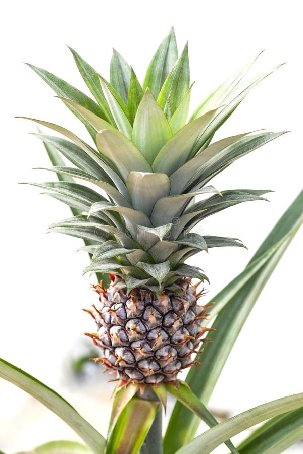 Un Albero Dell'ananas O Albero Di Ananas Comosus Immagine Stock ...