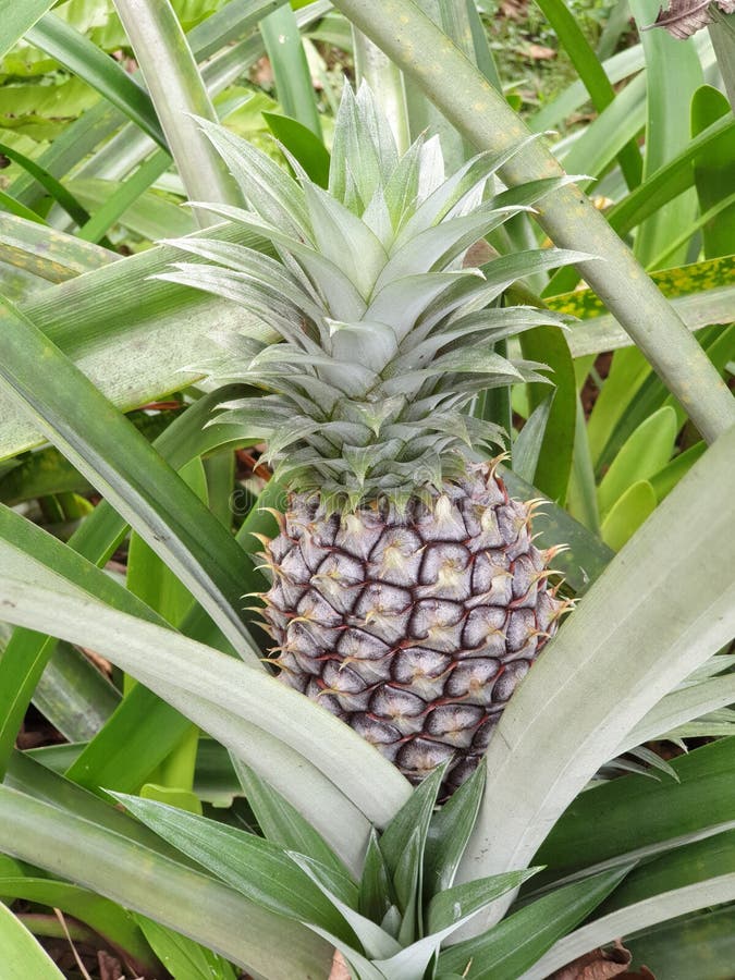 Ananas Comosus, Pineapple in the Garden, Summer Fruit Stock Photo ...