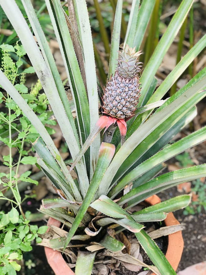 Pineapple Produce the Fruit. Stock Image - Image of biology, ananas ...