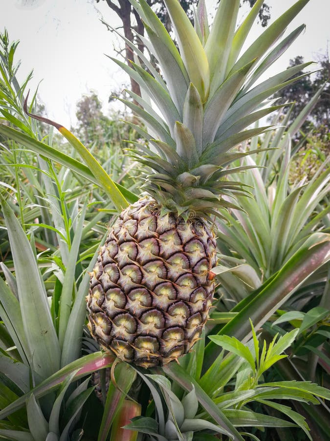 Plantation d'ananas image stock. Image du cultivé, ananas - 41381601
