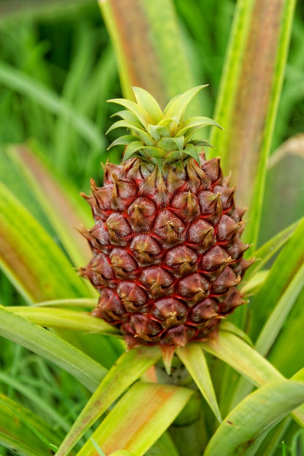 Ananas Wachsen Stockfotos und Bilder - Laden Sie 2,758 lizenzfreie ...