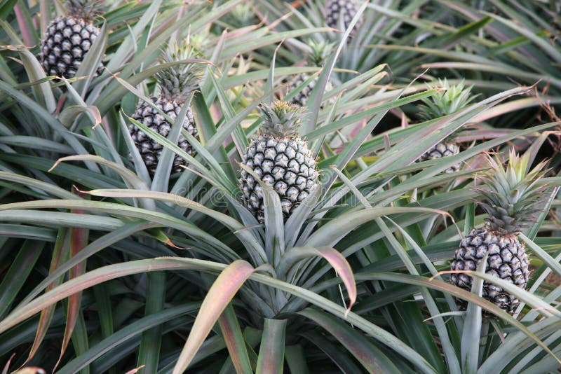 Ananas fresco sull'albero fotografia stock. Immagine di organico - 71486838