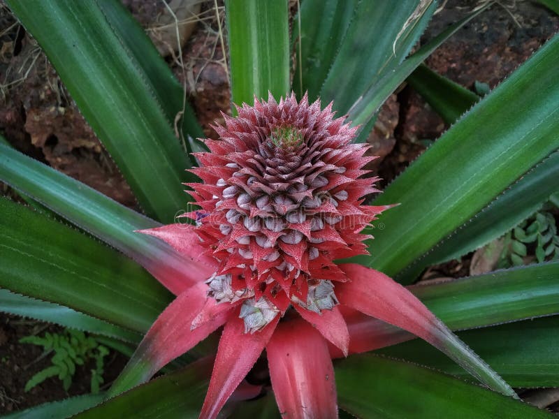 Ananas Growing in Tropical Fruit Farm Stock Image - Image of exotic ...