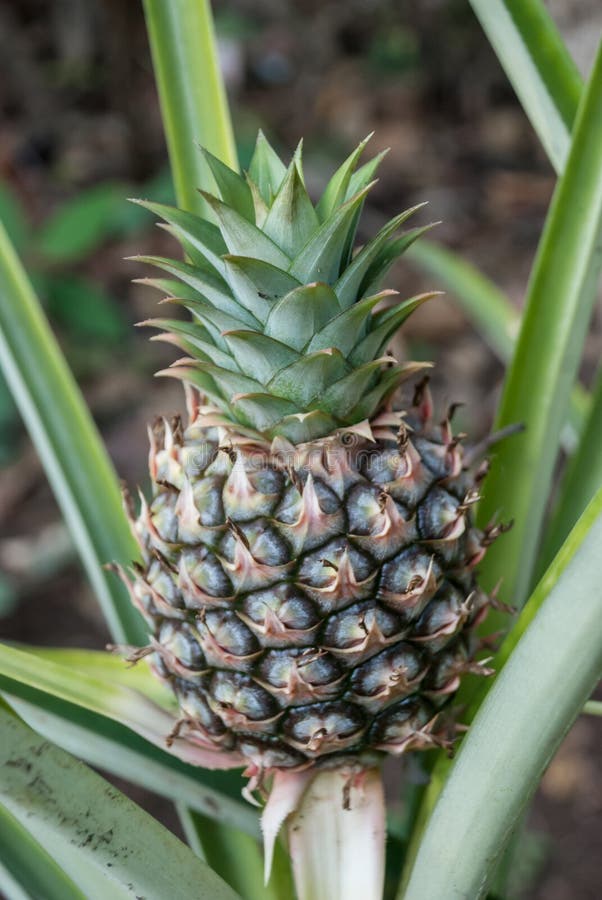 Rode Ananas stock foto. Image of flora, decoratie, nave - 42252706