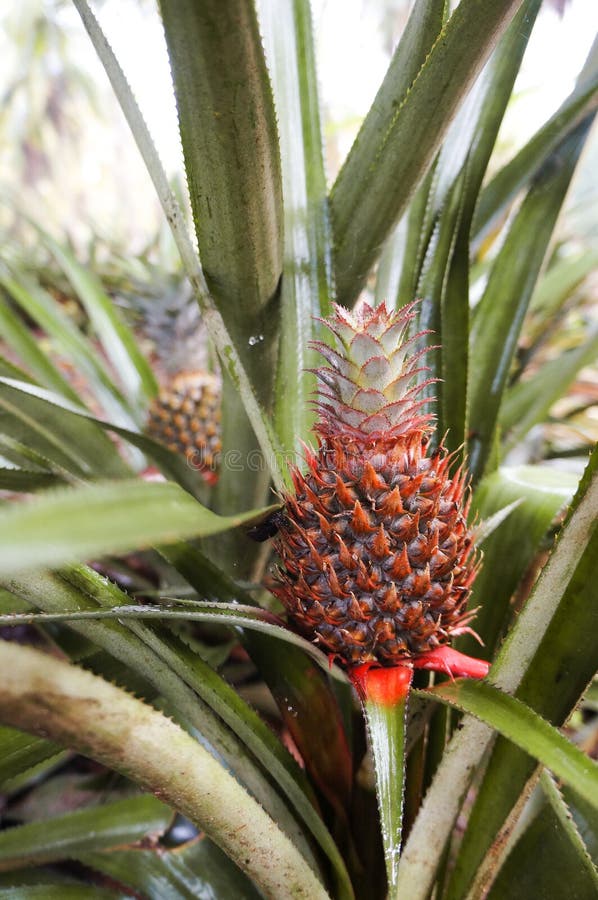 Het Jonge Ananas Groeien Op Struik Stock Foto - Afbeelding bestaande ...