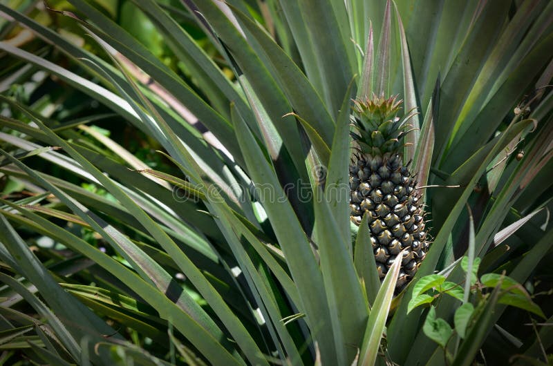 De Boom Van De Ananas in Het Landbouwbedrijf Stock Afbeelding - Image ...