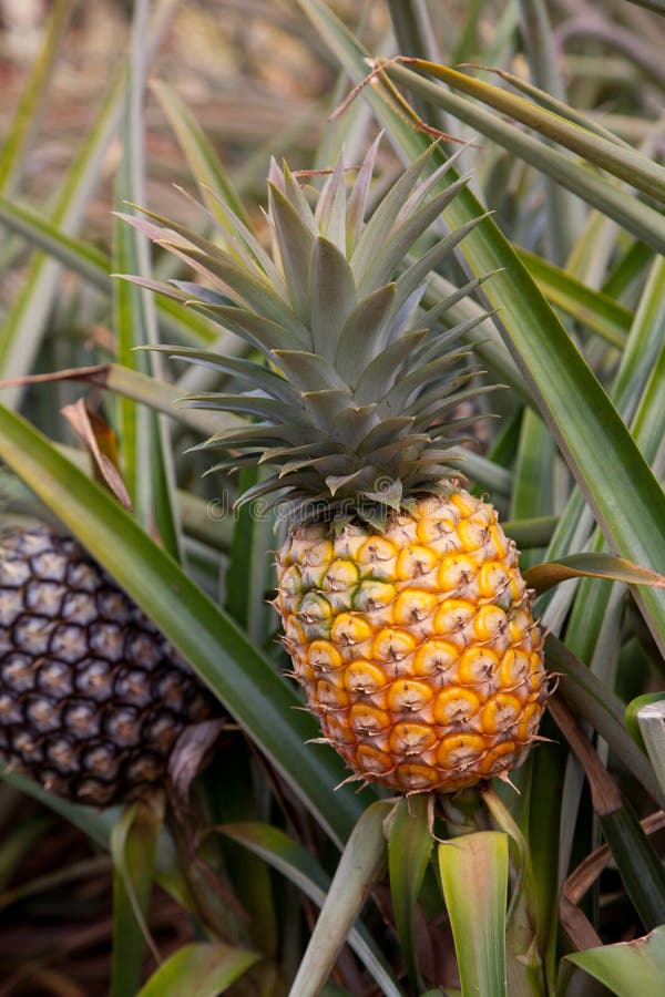 Ananas maturo delle Hawai fotografia stock. Immagine di fresco - 33060692