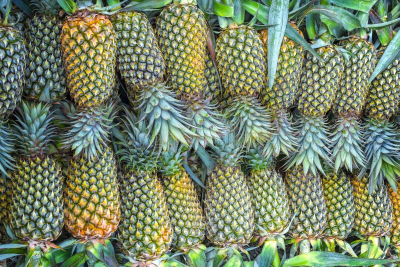 Ananas na oogst stock afbeelding. Image of klimaat, lengte - 69821693
