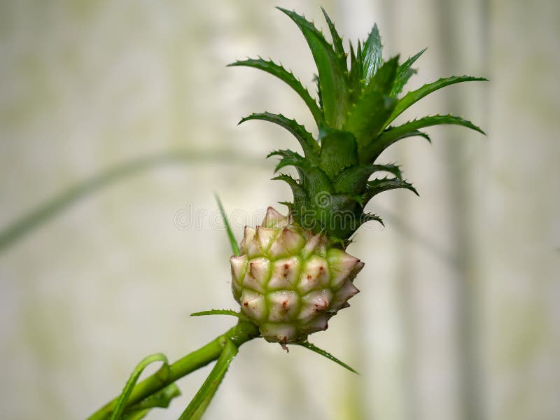 Dwarf Pineapple - Ananas Nanus Stock Image - Image of gardening, nature ...
