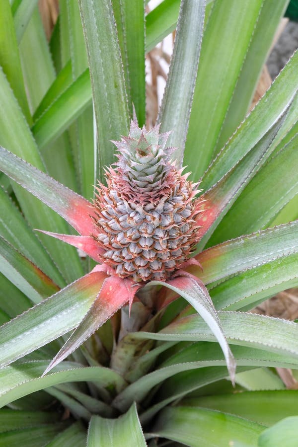 Ananasboom stock foto. Afbeelding bestaande uit jong - 40564648