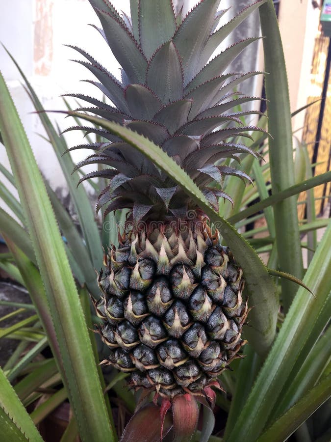 Ananas Op De Boom Die Op Oogst Een Groot Sappig Tropisch Fruit Wachten ...