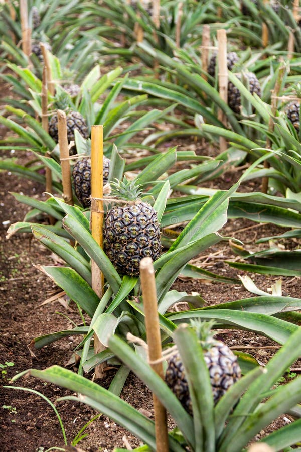 Ananas-Plantage Im Gewächshaus, Azoren Stockbild - Bild von leute ...