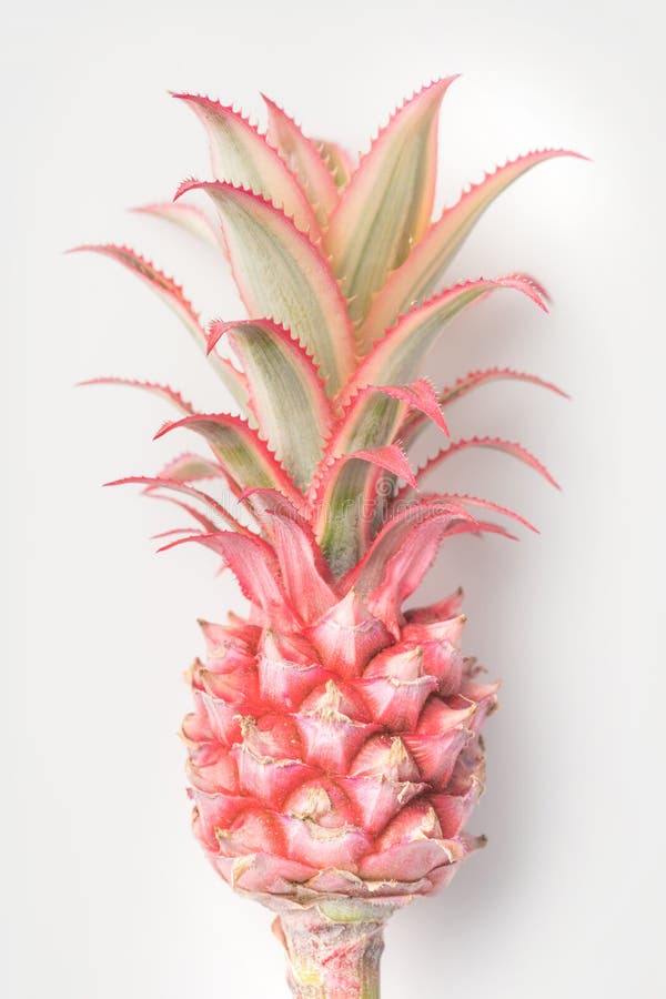 Ananas Rosa Sul Primo Piano Del Gambo Fotografia Stock - Immagine di ...