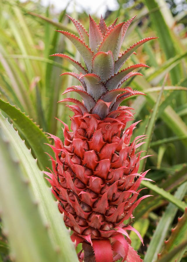 Ananas rosso fotografia stock. Immagine di colorato, dolce - 23732858