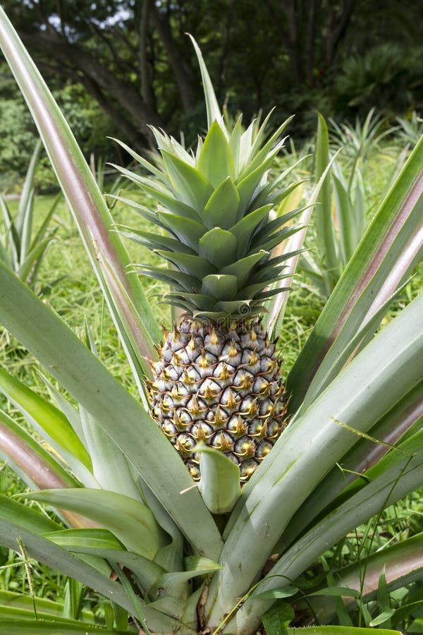 Ananas sauvage photo stock. Image du lame, ananas, jardin - 38087224