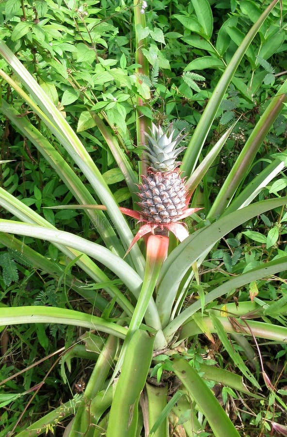Ananas sauvage photo stock. Image du ananas, beauté - 117139068