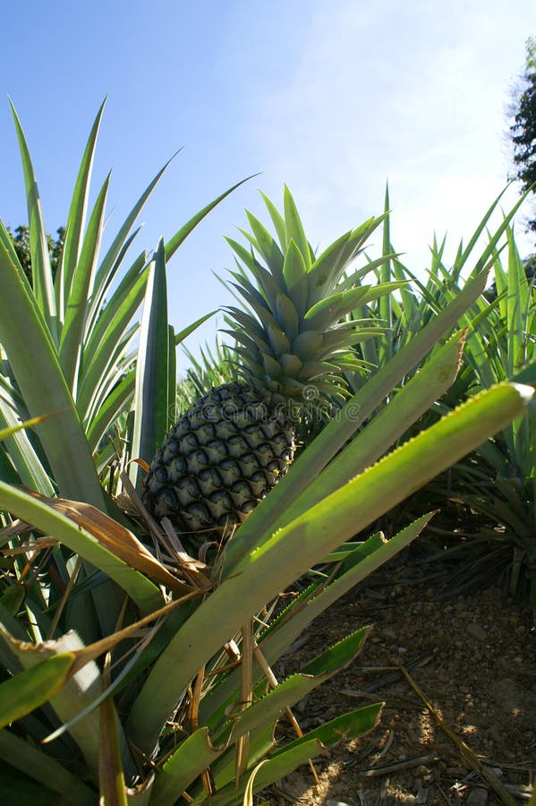 Plantation d'ananas photo stock. Image du ferme, structure - 5685684