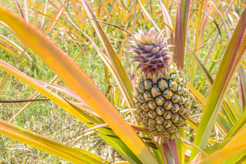 Albero Tropicale Fresco Dell'ananas Fotografia Stock - Immagine di ...