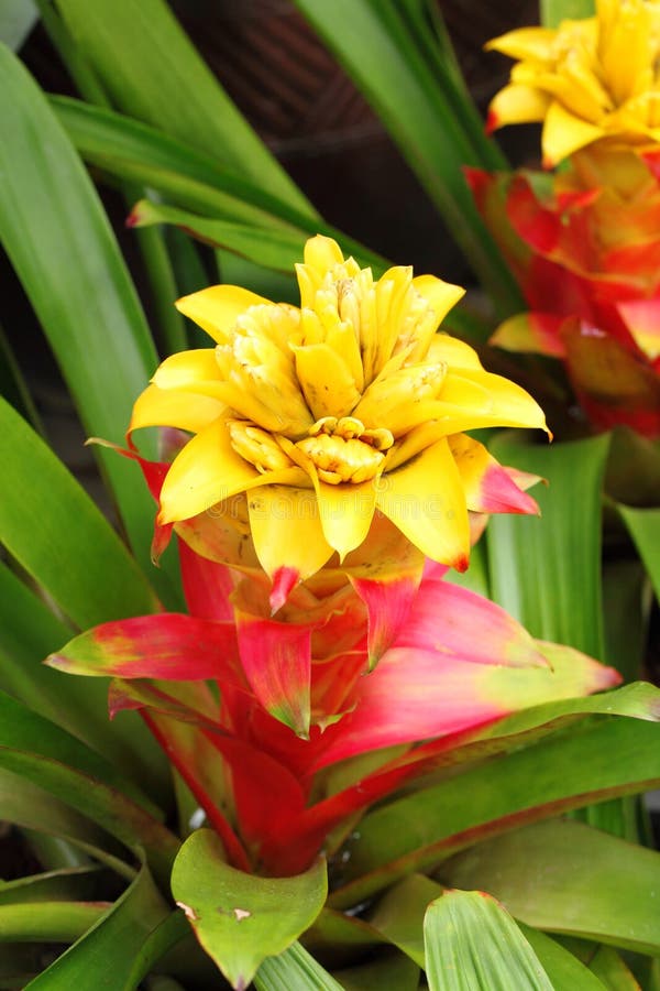 Ananas Variopinto Comosus Del Fiore Dell'ananas Immagine Stock ...