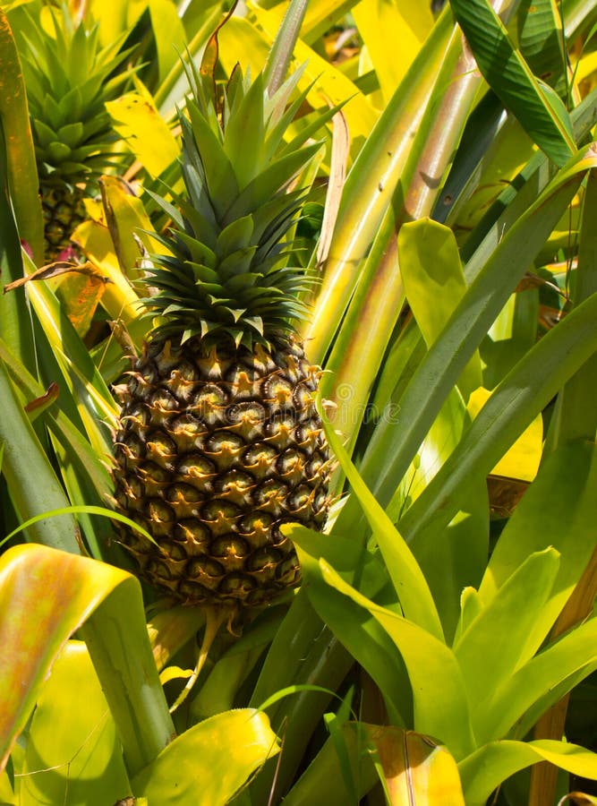 Wachsende Ananas Auf Der Anlage, Tropische Frucht Vom Der Mekong-Delta ...