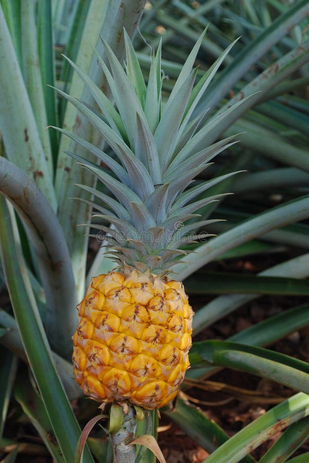 Ananas, Die in Einem Landwirtschaftlichen Betrieb Angebaut Werden ...