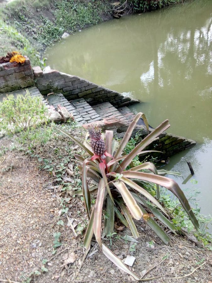 Ananasboom stock foto. Image of dorp, boom, mooi, ananas - 122783958