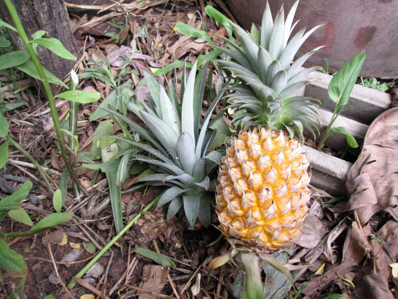 Ananasboom stock foto. Image of zoet, tropisch, niemand - 30886782