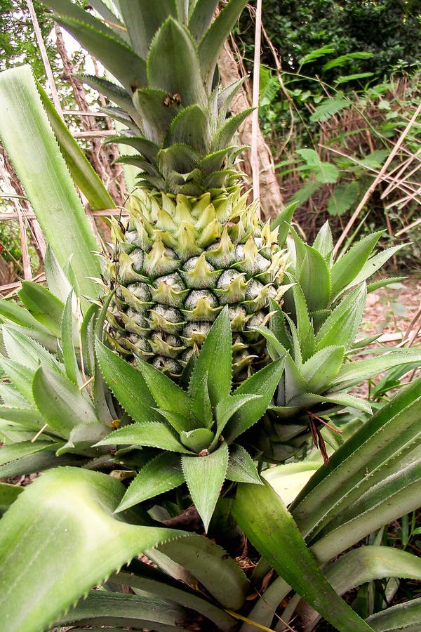 Ananas op boom in de tuin stock foto. Afbeelding bestaande uit vers ...